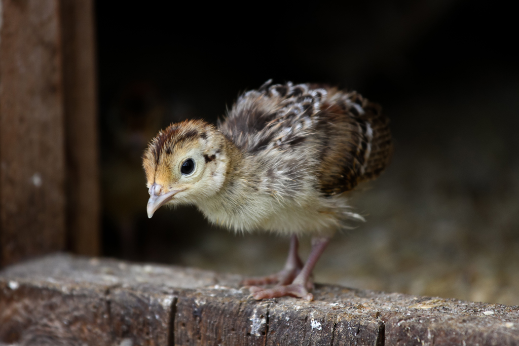 Foto Galleri – Egebjerghaves Vildtfarm